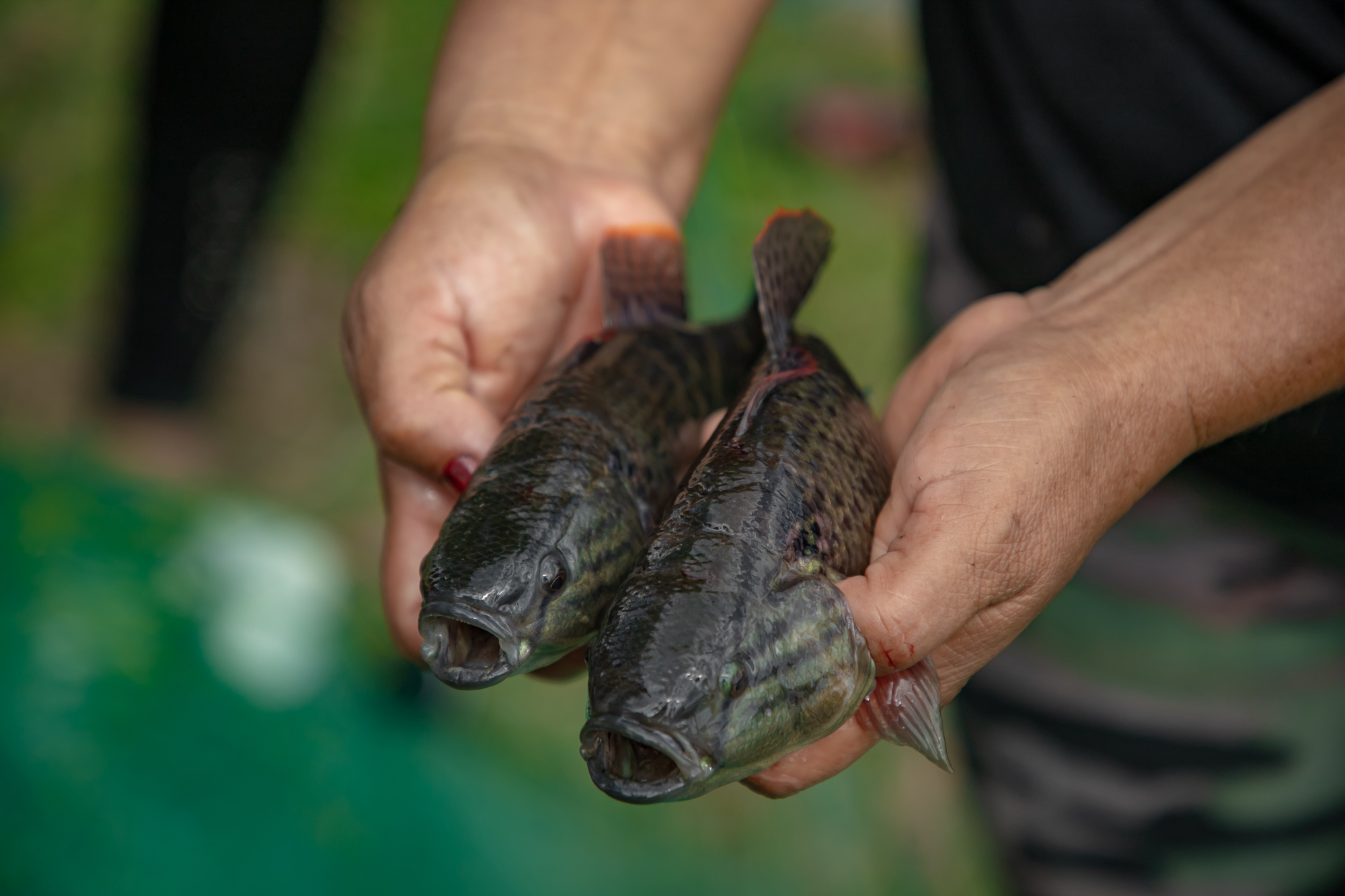 Ministerio de Agricultura y Ganadería